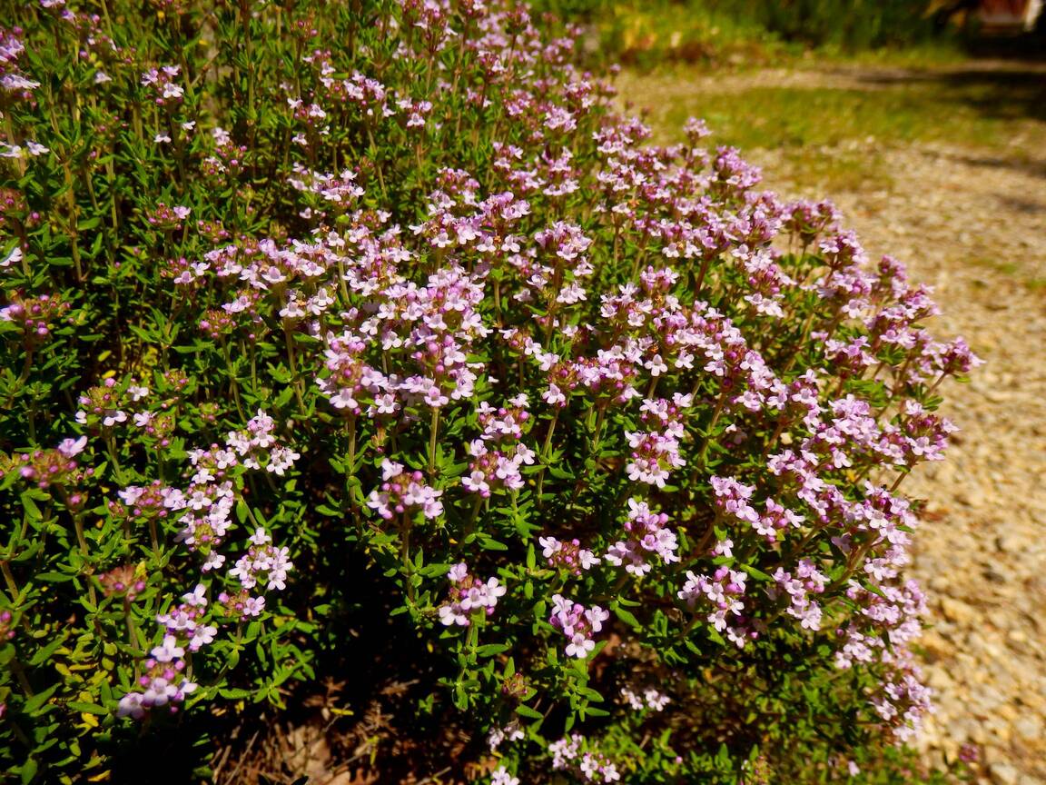 Macierzanka tymianek – uprawa i zastosowanie | Poradnik OBI